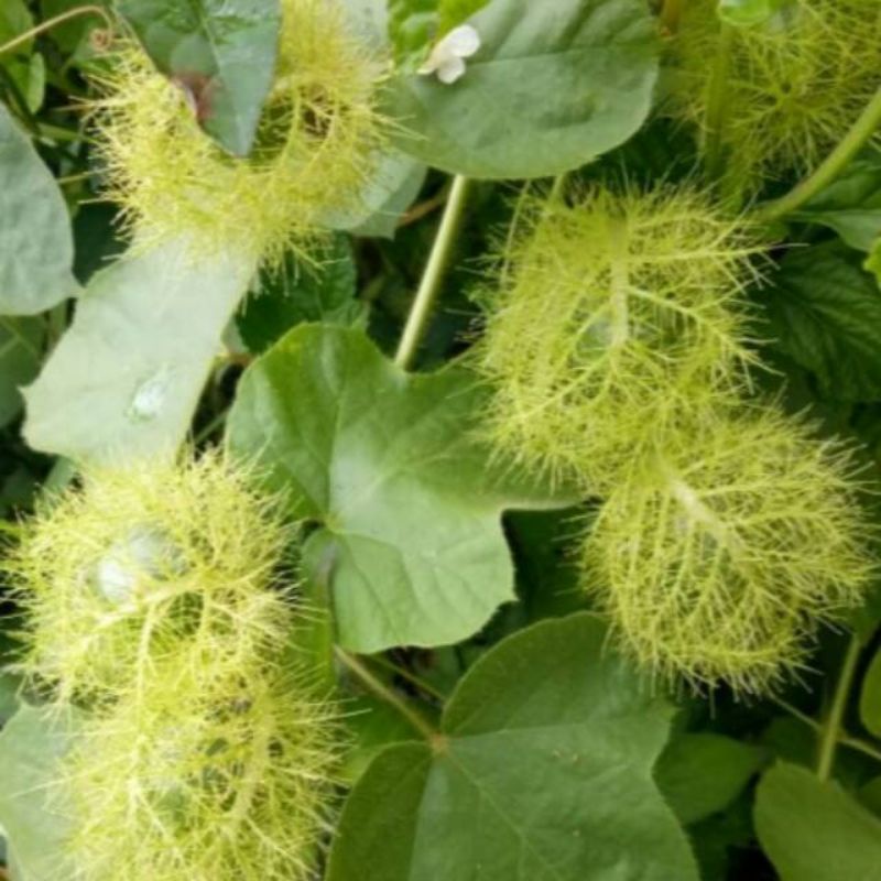 Keratan batang pokok Ulat Bulu,Pokok Letup-Letup Passiflora Foetida ...