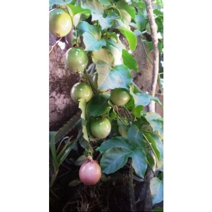 Benih buah markisa merah/passion fruit seeds(18biji) | Shopee Malaysia