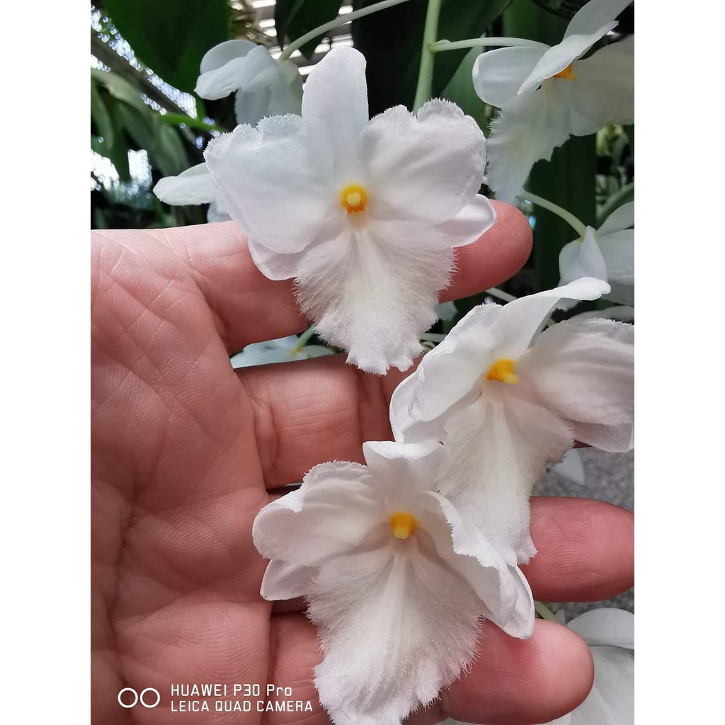 Orchid Dendrobium farmeri petaloid alba | Shopee Malaysia