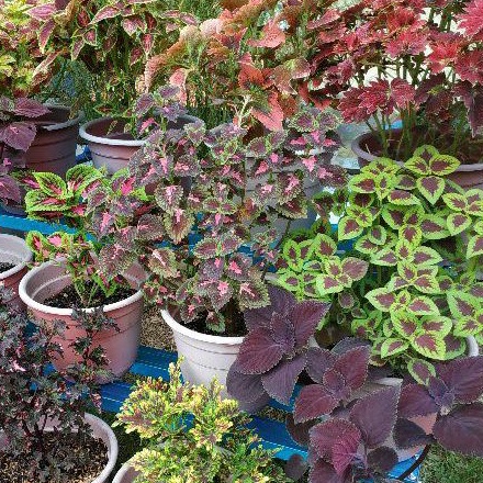 (yusainiyaakob) Pokok Bunga Ati-Ati | Shopee Malaysia