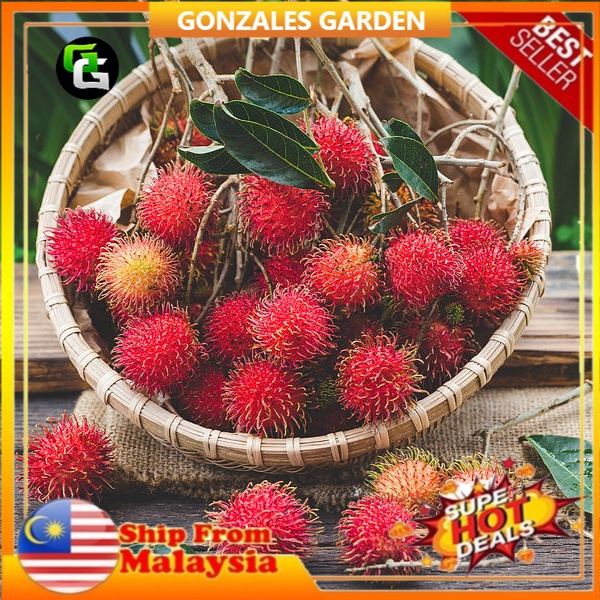 Anak Pokok Rambutan Jarum Mas | Shopee Malaysia