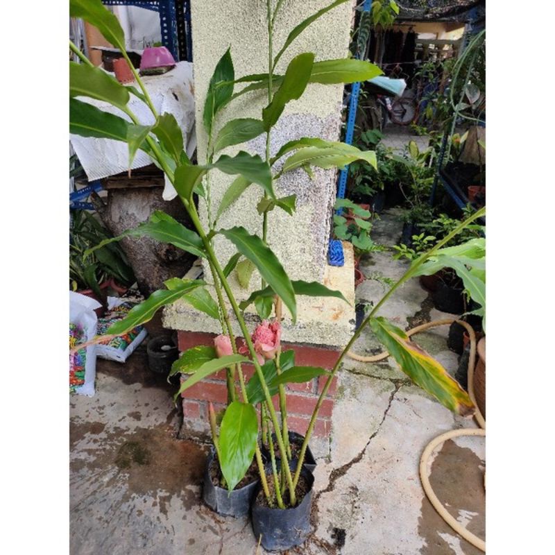 Benih pokok bunga kantan | Shopee Malaysia