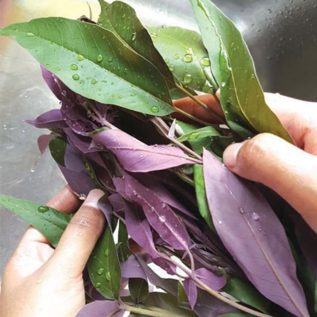 Anak Pokok Lemuni dalam pasu 13cm - Herba Tempatan - Organi | Shopee ...