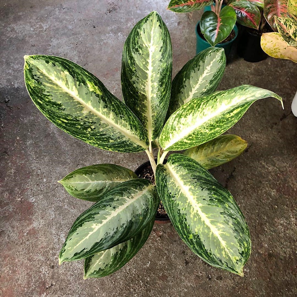 MF - aglaonema/ White Rain/Chinese Evergreen / Indoor Plant /Pokok ...