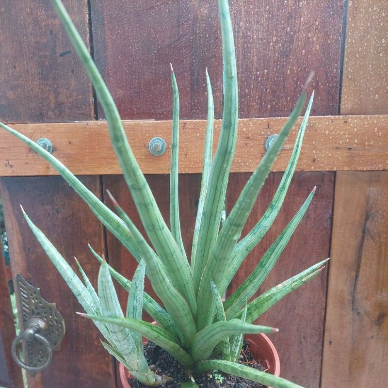 Sansevieria Hybrid Narin | Shopee Malaysia
