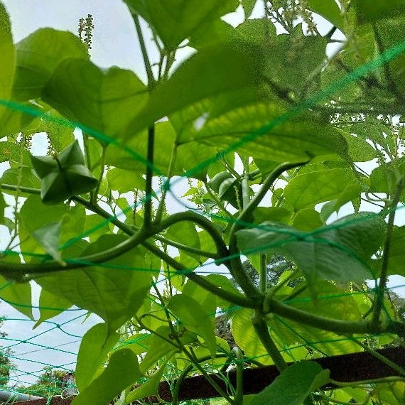 Anak Pokok Sacha Inchi / Pokok Herba / Pokok Sacha Inchi | Shopee Malaysia