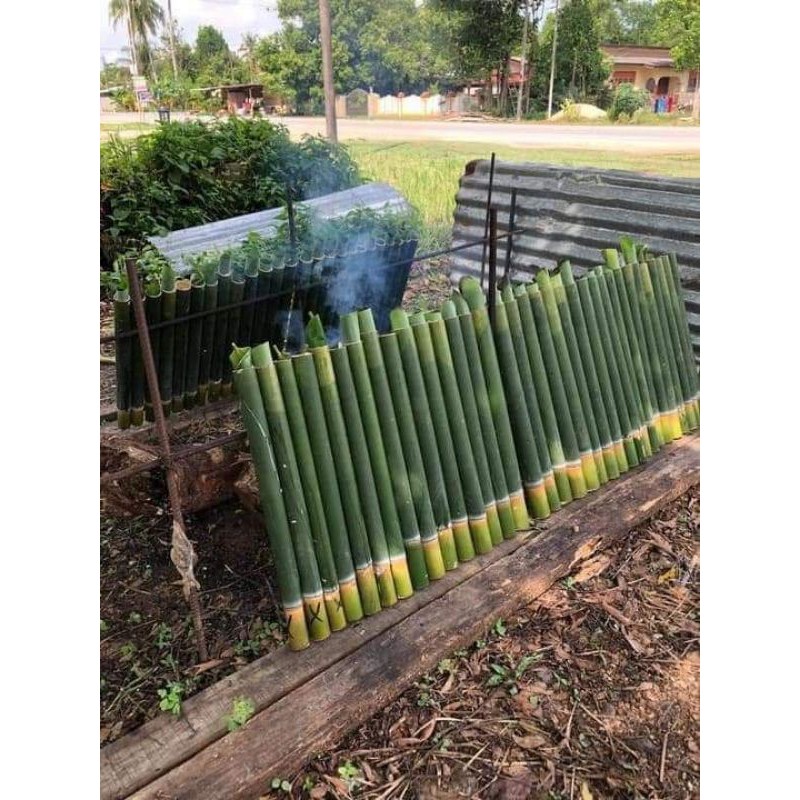 Buluh Lemang Segar 21 inci Sebatang Buluh Lemang Raya | Shopee Malaysia