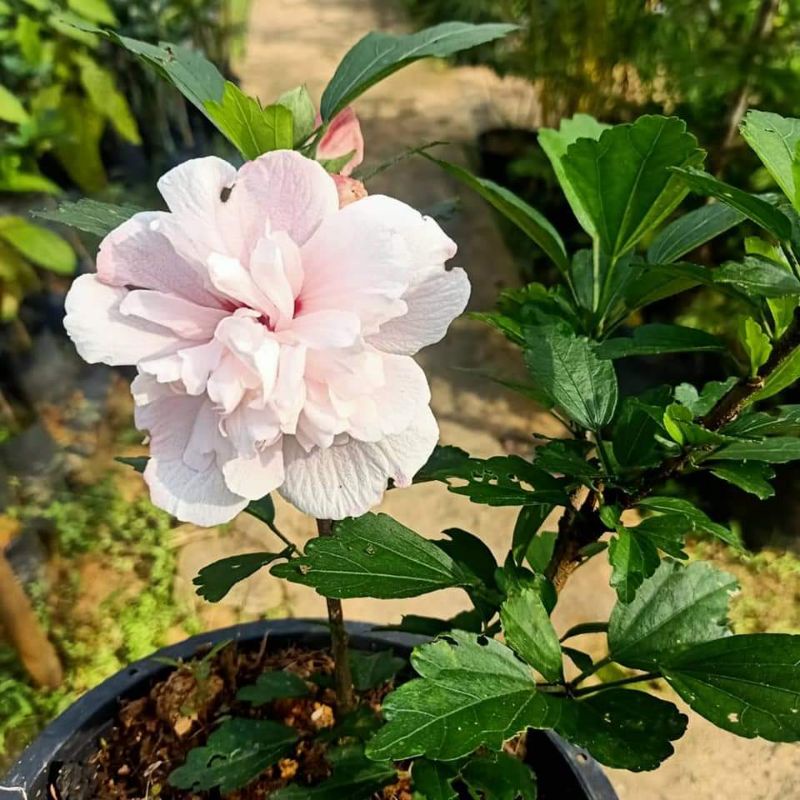 Pokok Bunga Raya Carnation Soft Pink Berlapis/ Rose Pink Carnation ...