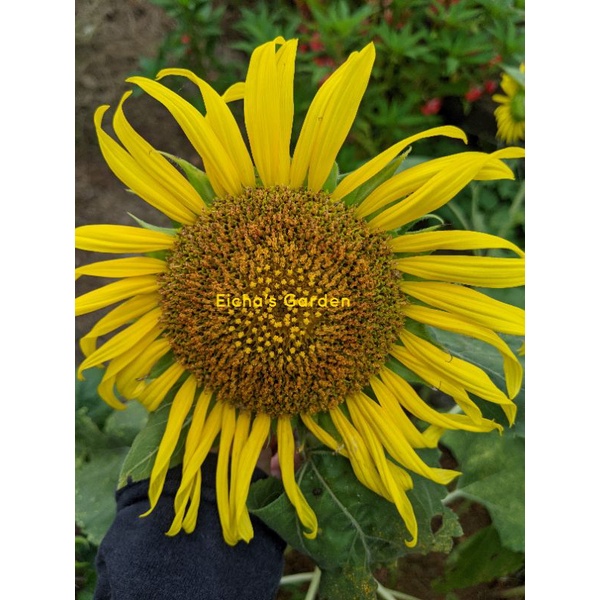 Biji Benih Bunga Matahari (Sunflower Seeds) | Shopee Malaysia