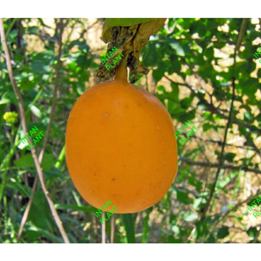 (OWN FARM) ANAK POKOK MARKISA MADU LILIKOI KUNING EMAS / GOLDEN HONEY ...