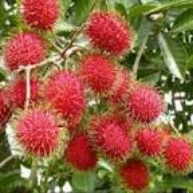 Pokok Rambutan Jarum EMas | Shopee Malaysia
