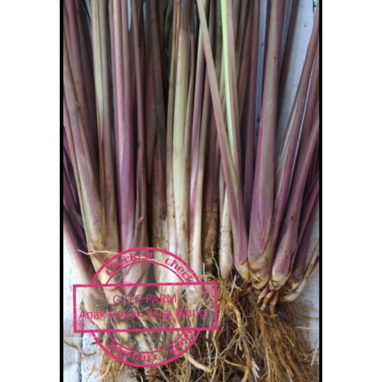 Anak Pokok Serai Wangi | Shopee Malaysia