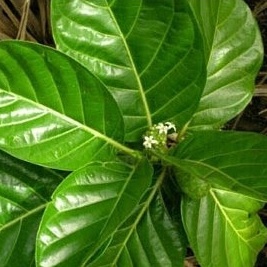 300g (1 ikat) Pucuk Daun Mengkudu Segar Dari Pokok | Shopee Malaysia