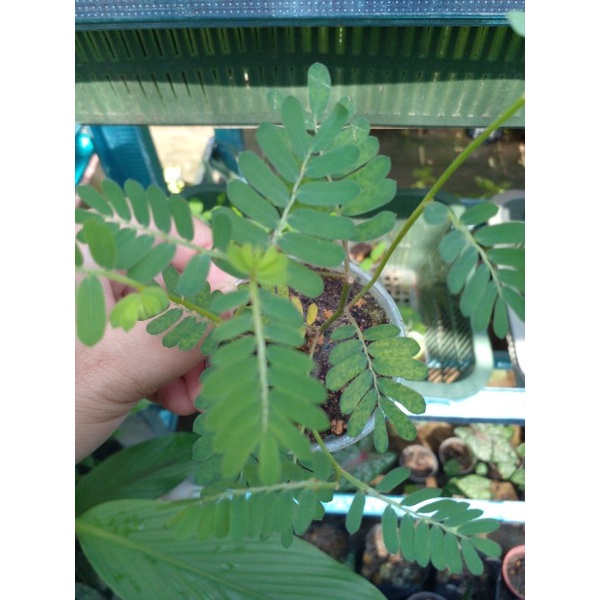 anak pokok dukung anak | Shopee Malaysia