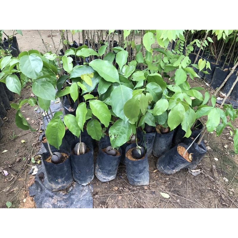 Anak Pokok Jenerih / Ulam Jenerih @ Jenereh | Shopee Malaysia