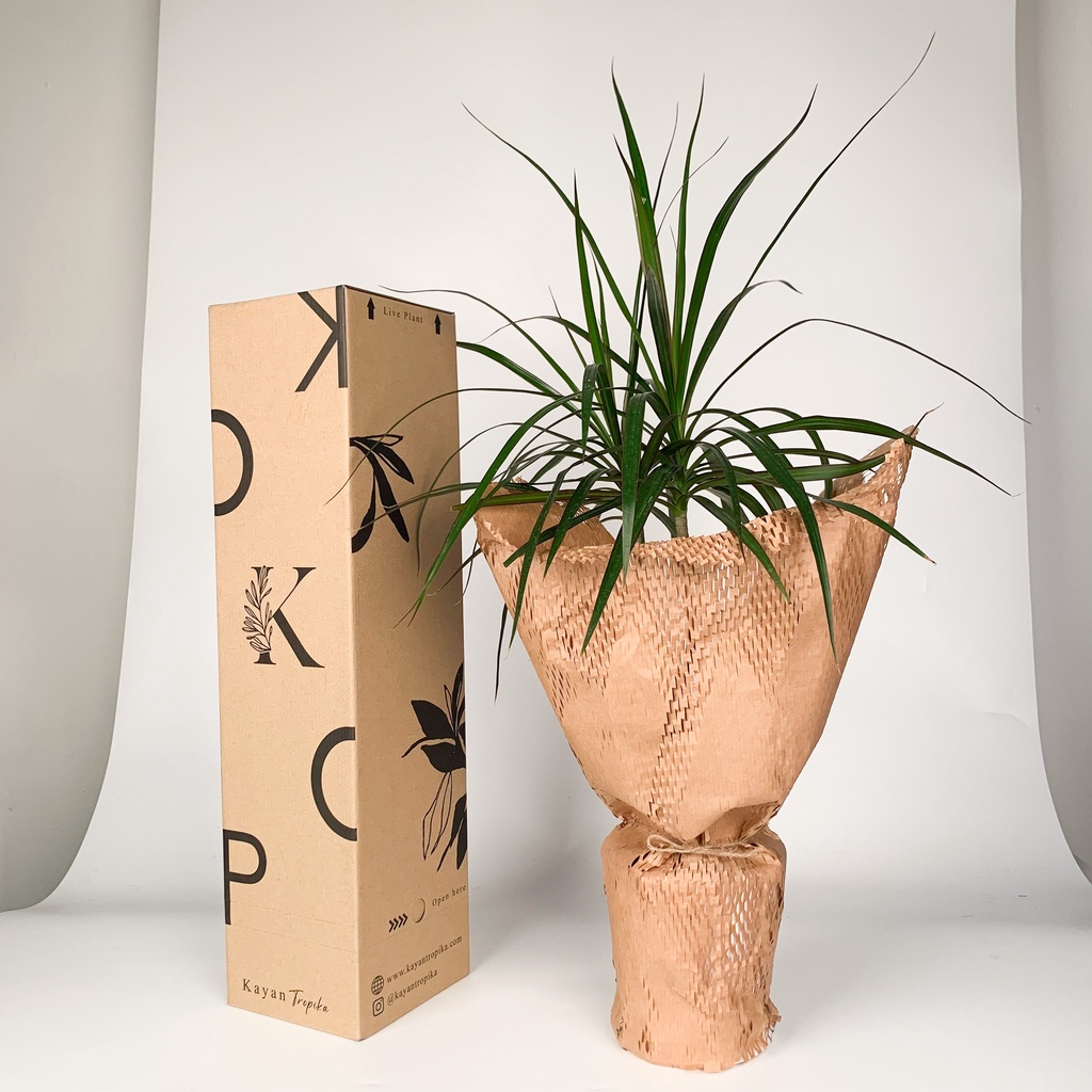 Kayan Tropika Dragon Tree Dracaena Marginata Indoor plants Pokok Indoor ...