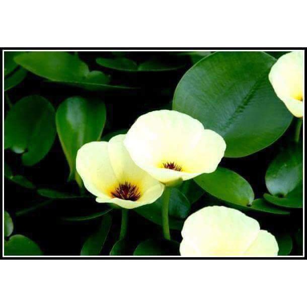 Pokok bunga Air ( Water.poppy ) | Shopee Malaysia