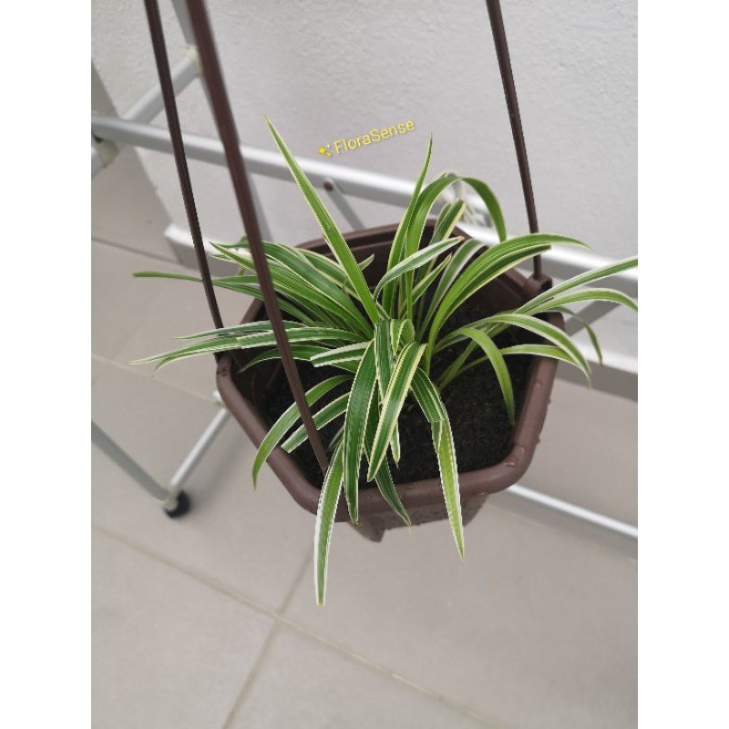 Spider plant (pokok labah labah)-air purifying indoor plant | Shopee ...