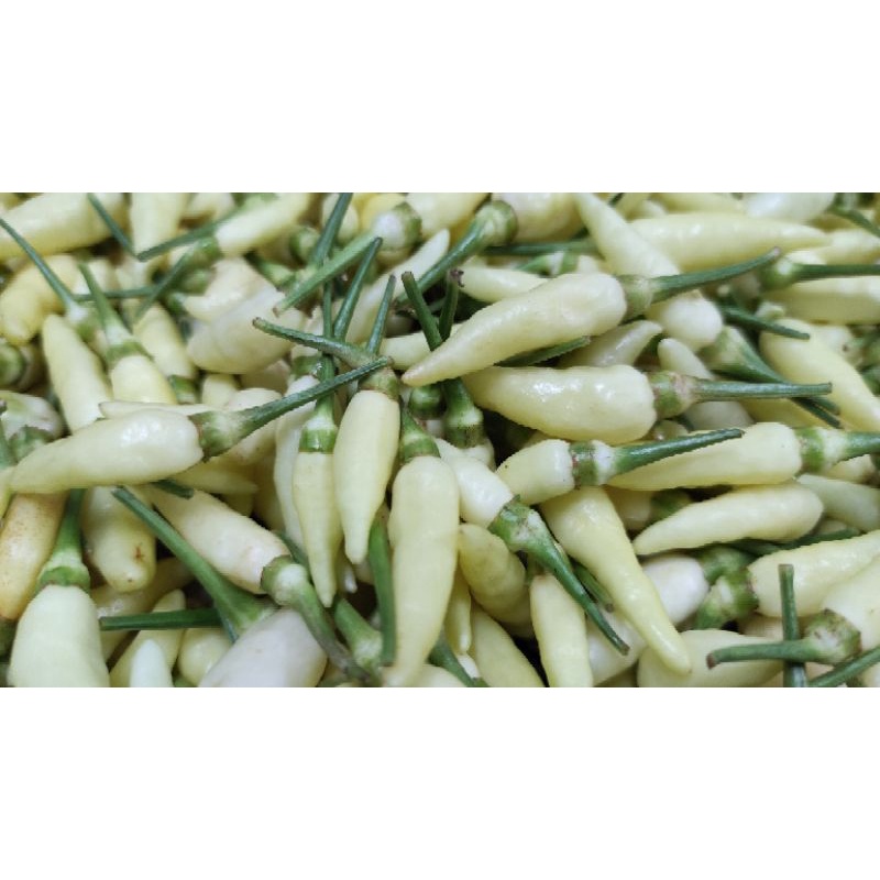 Lada Putih Sabah 500G/1KG | Shopee Malaysia