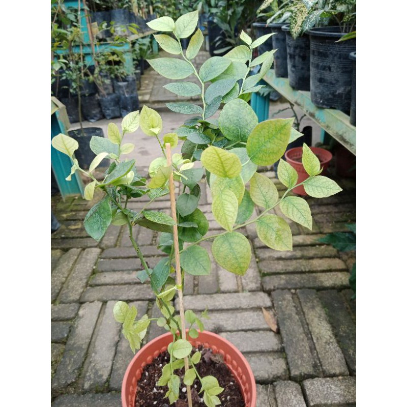 Pokok Blueberry / Pokok Blueberry | Shopee Malaysia