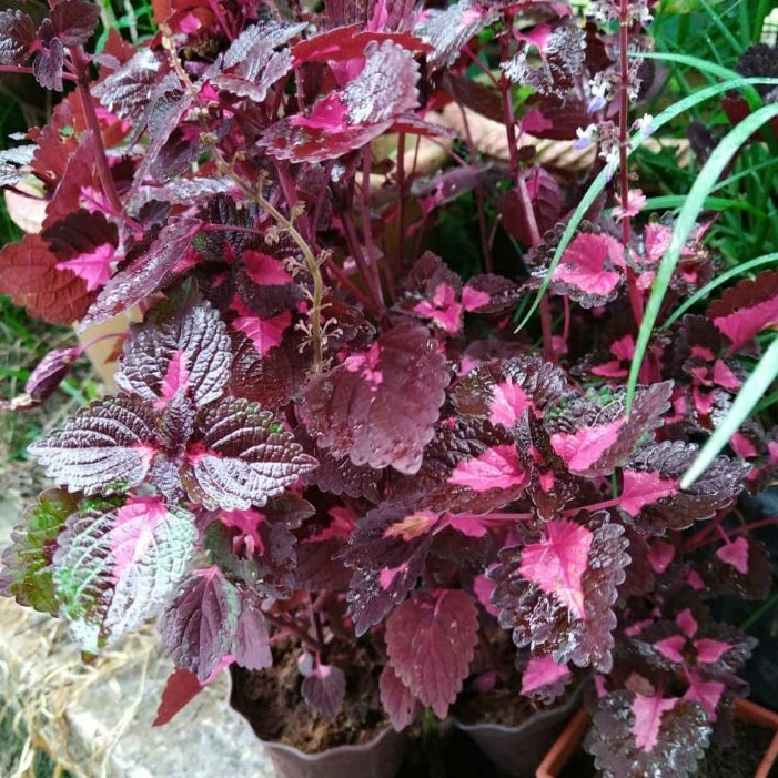 ANAK POKOK ATI-ATI MERAH | Shopee Malaysia