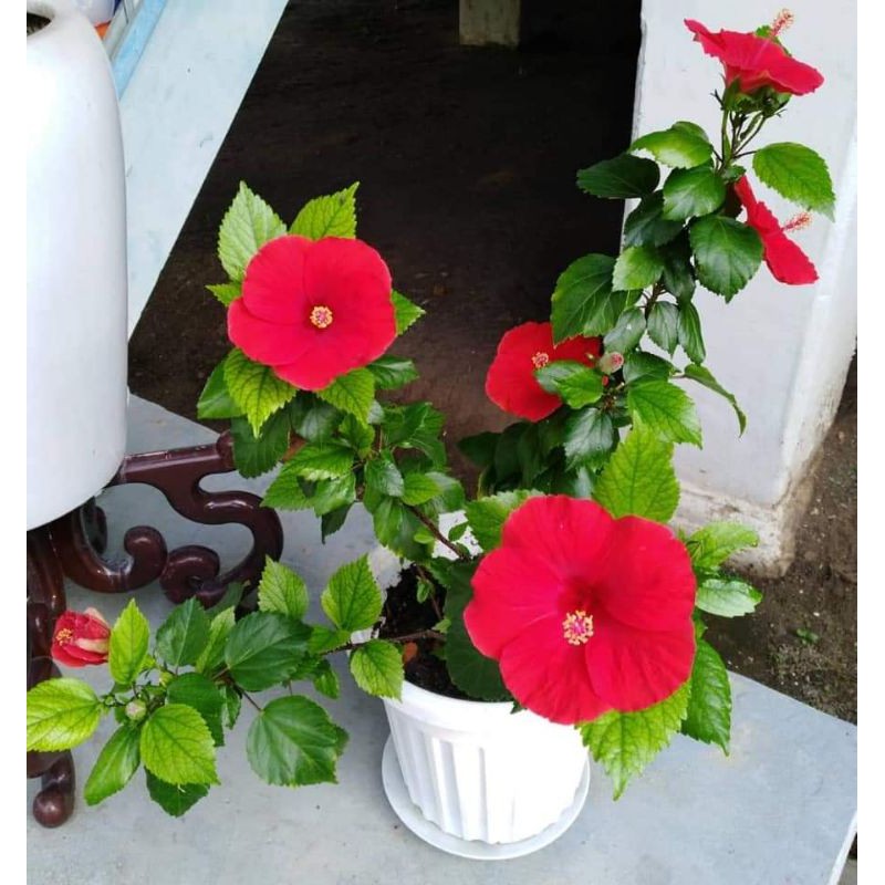 Pokok Bunga Raya Merah Ready Stok Dalam Polybag I Pokok Bunga ...