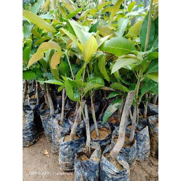 pokok mangga harum manis hybrid | Shopee Malaysia