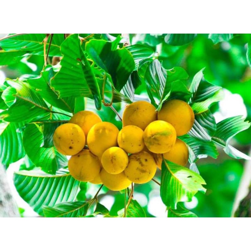 pokok sentul / pokok setor | Shopee Malaysia