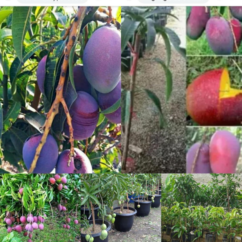Anak Pokok Mangga Irwin Hybird // Purple Mango 'Irwin' Grafted Live ...