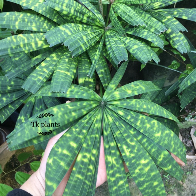 TKP , Licuala Mattanensis Mapu ,Rare Palm Variety ,Rare Plant,Exotic ...