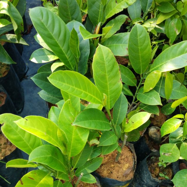 Pokok buah cempedak champion | Shopee Malaysia