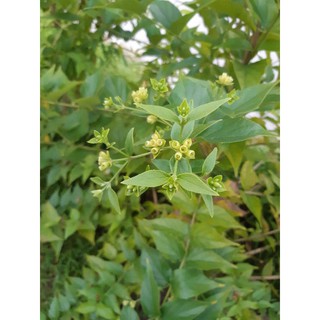 Fragrant Parijata/Pavalamalli seeds, coral jasmine, Nyctanthes arbor ...