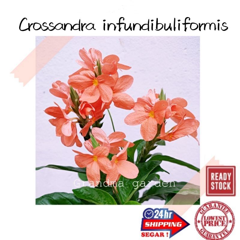 (GG real plant) crossandra infundibuliformis ^ pokok bunga hidup hiasan ...