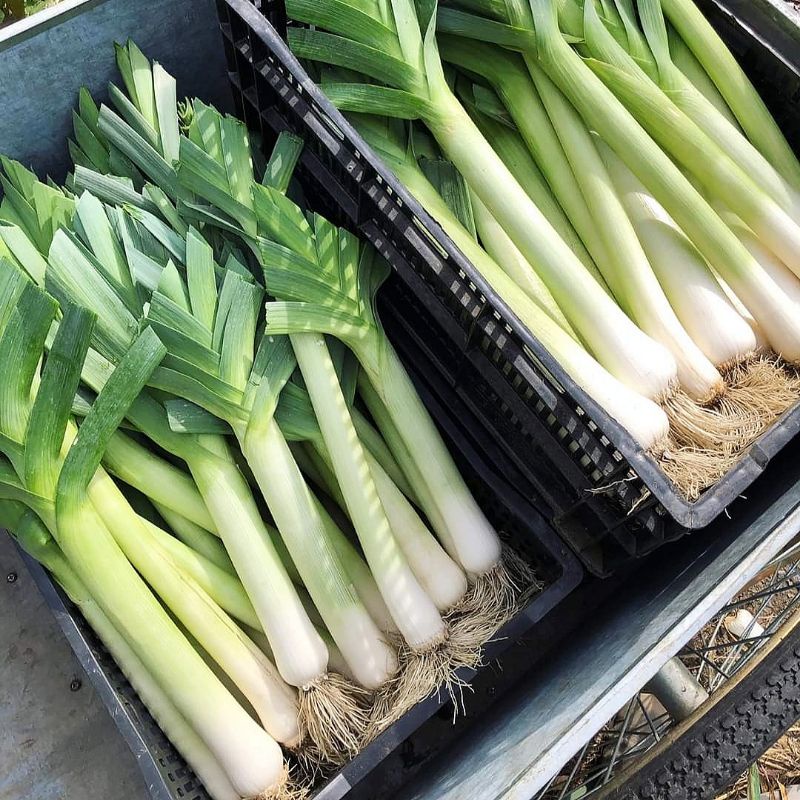 Biji Benih Daun Bawang 50pcs Japanese Leek Seeds Vegetable Seed Vege ...