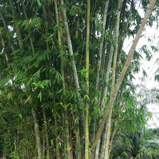Anak Pokok Buluh Betong Dendrocalamus Asper Tissue Culture | Shopee ...