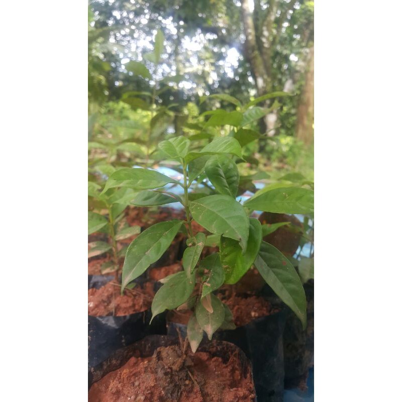 anak pokok serai kayu@ salam | Shopee Malaysia