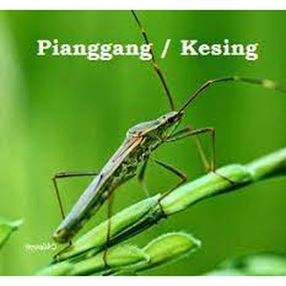 RACUN SERANGGA ACM TAPISAN 250G | Shopee Malaysia