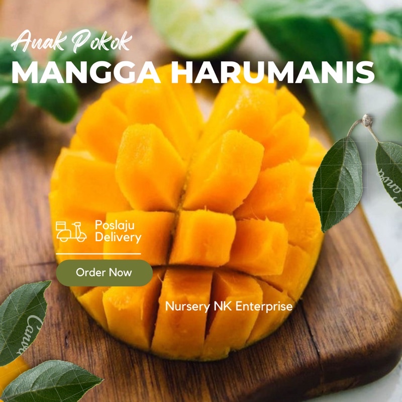 Anak Pokok Mangga Harumanis | Shopee Malaysia