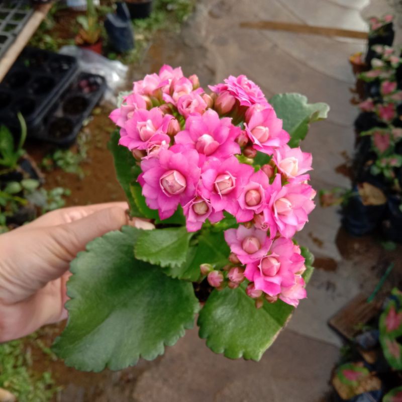 pokok bunga setawar/kalanchoe/bunga pink/ | Shopee Malaysia