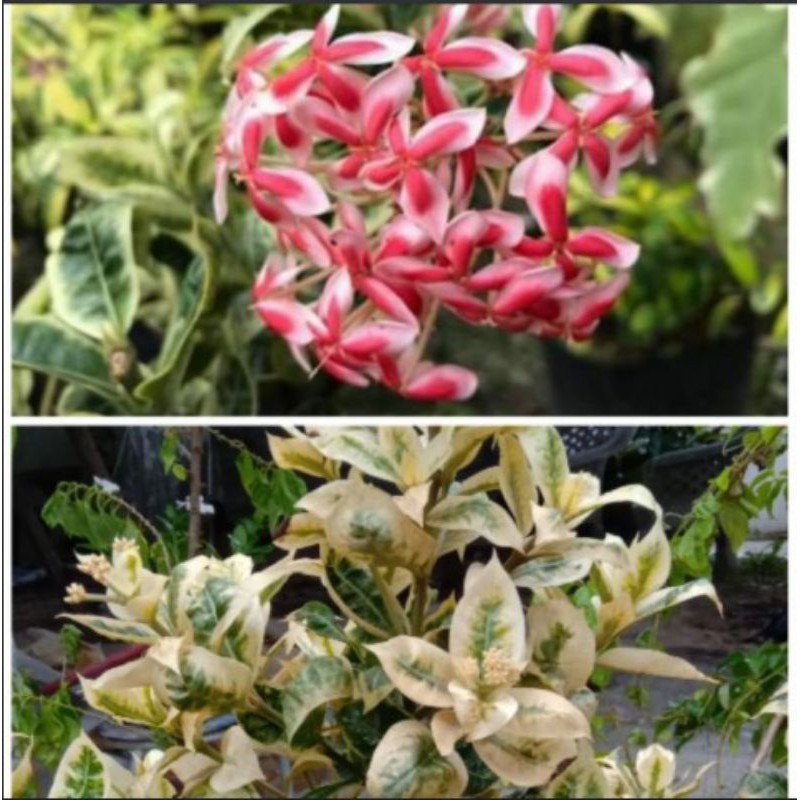 POKOK BUNGA IXORA BATIK REAL LIVE PLANT | Shopee Malaysia
