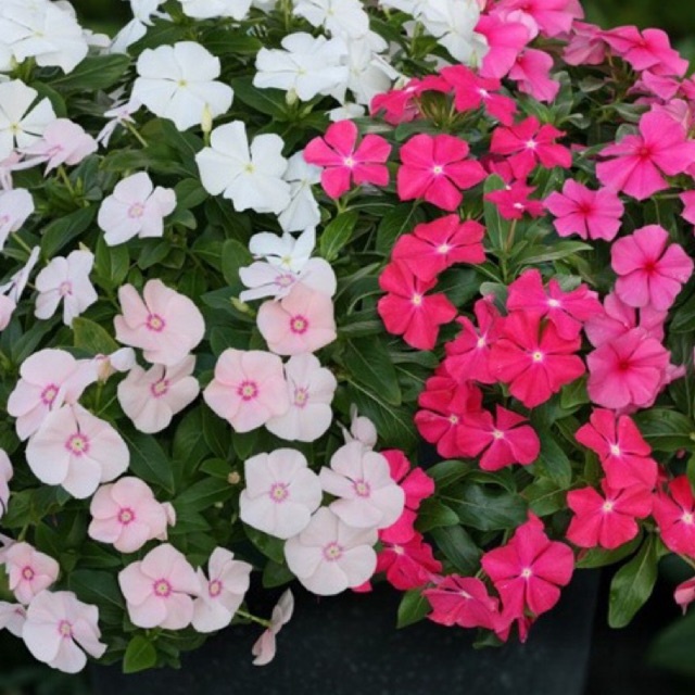 baja Paksa BUNGA lebat pokok BUNGA CILI BENDI TERUNG MANGGA MANGGIS ...