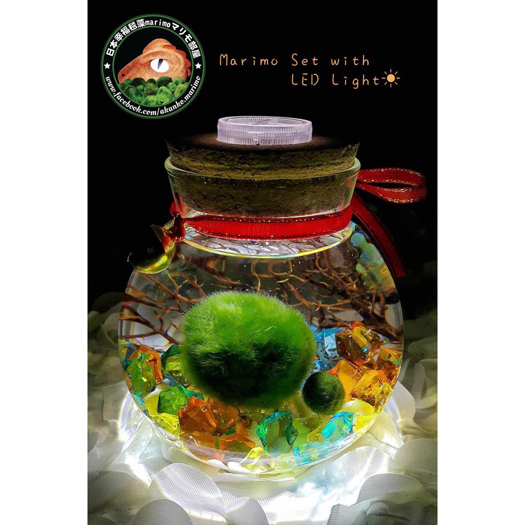 Marimo with LED Light Glass Jar (S+M) | Shopee Malaysia