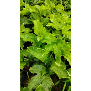 Anak Pokok buah Markisa/ tree Passion Fruit | Shopee Malaysia