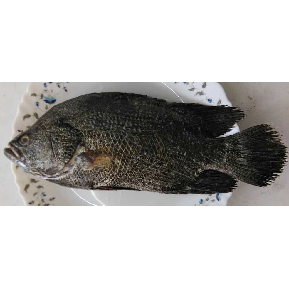 Ikan Siakap Batu / Pecah Periuk (Atlantic Tripletail) | Shopee Malaysia