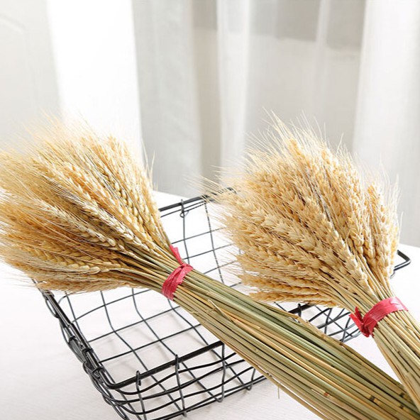 Local Ready Stock Wheat Dried Flowers Garden Plants Natural Primary ...