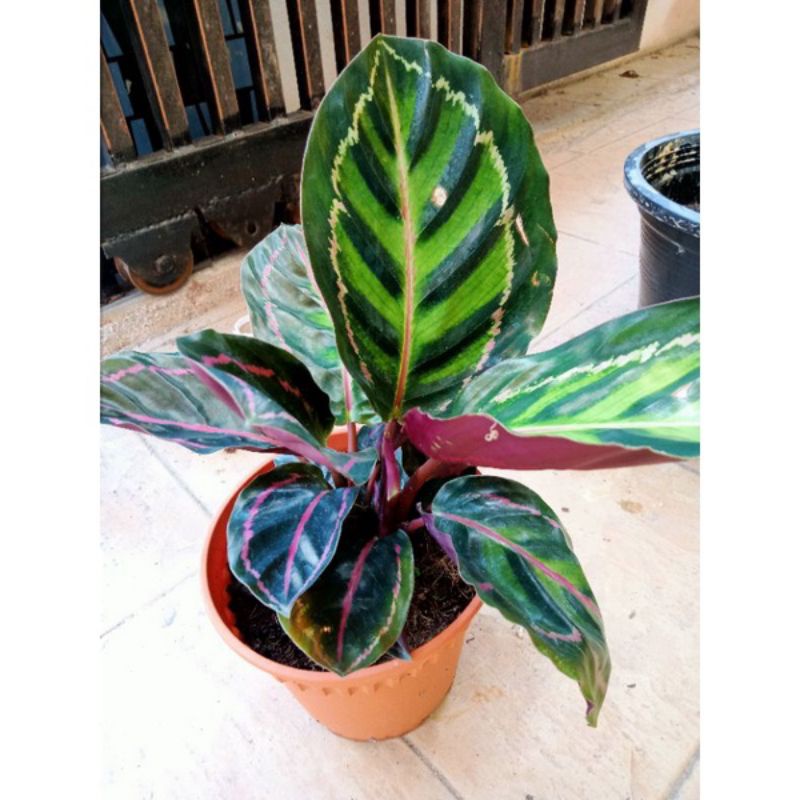 Anak Pokok Calathea Daun Dua Warna Hijau Dan Purple. | Shopee Malaysia