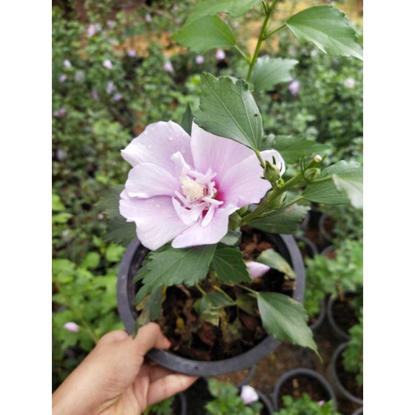 Pokok Bunga Raya Carnation ( Purple ) // READY STOCK!!! | Shopee Malaysia