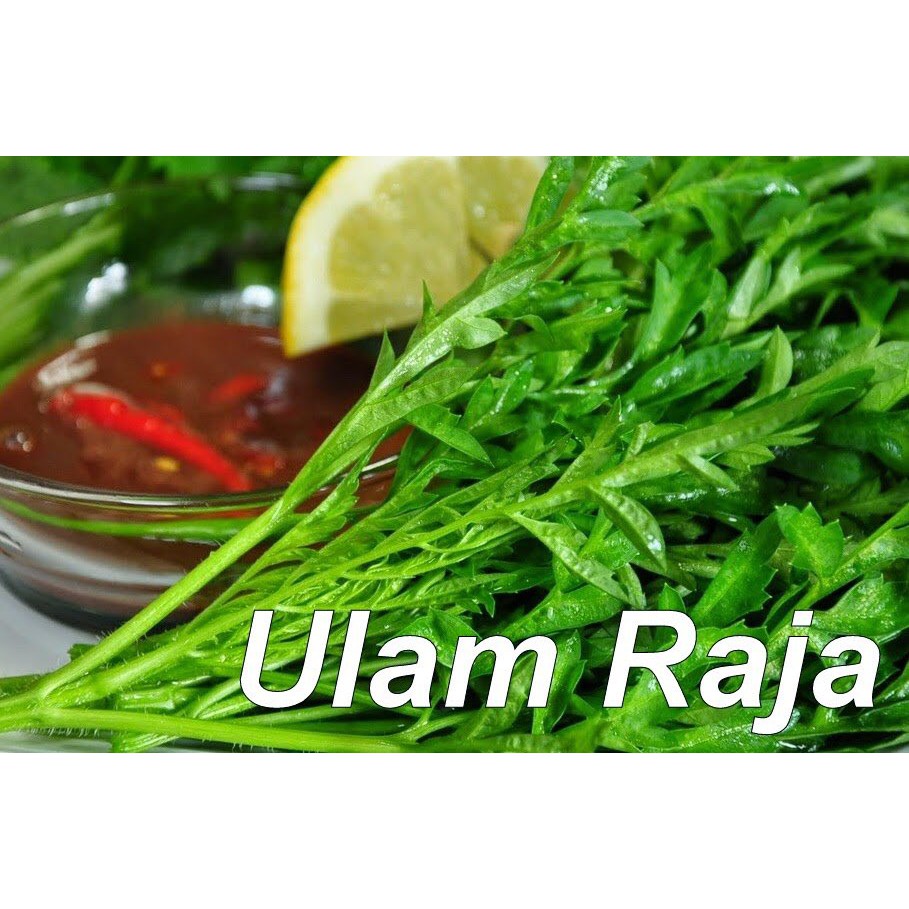 ULAM RAJA FRESH ORG KAMPUNG PASAR TANI | Shopee Malaysia