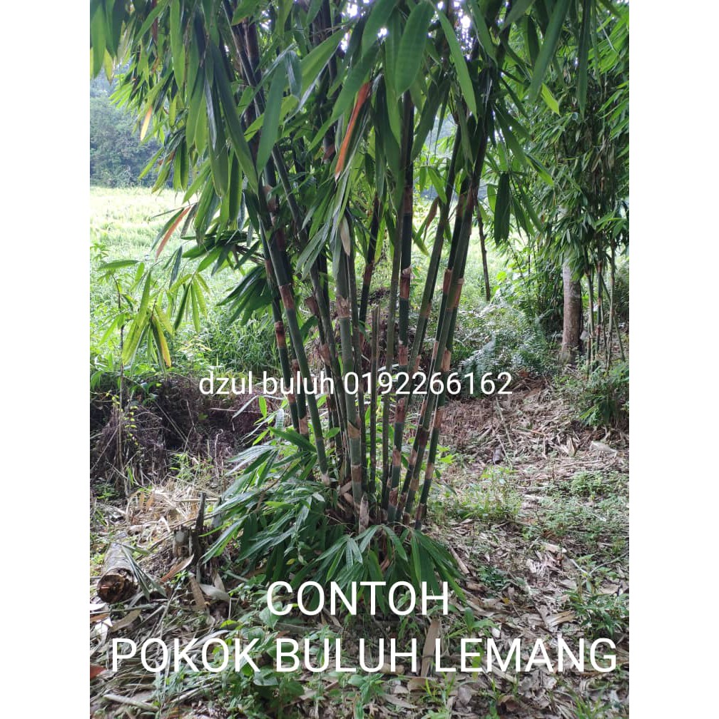 ANAK POKOK BULUH LEMANG - RM29 | Shopee Malaysia