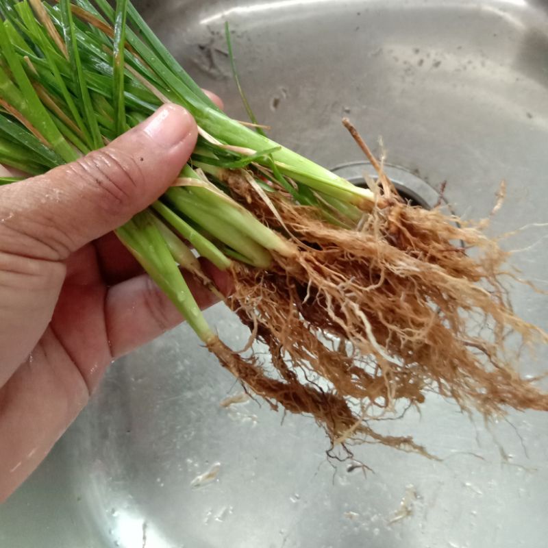 6 POKOK RUMPUT SAMBAU. | Shopee Malaysia